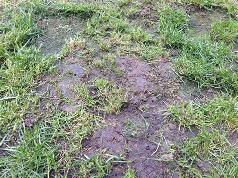 Patchy And Bumpy Grass Gardeners Corner The Friendly Gardening Forum