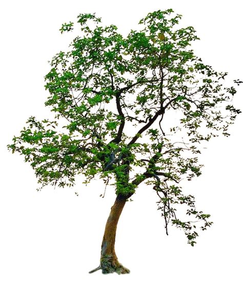 Premium Psd Tree Trees Evergreen Deciduous