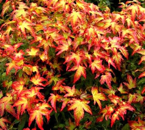 Dwarf Japanese Maple Varieties Booypc