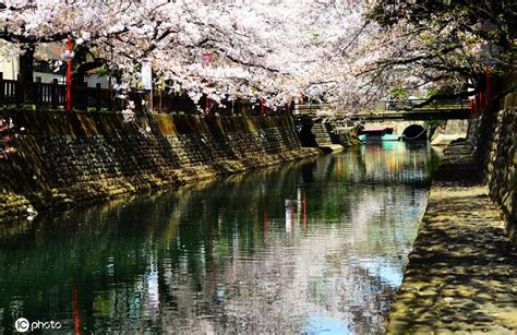 日本 水都”樱花正盛 水上赏樱别有意趣 搜狐大视野 搜狐新闻