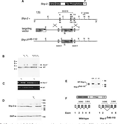 Figure 1 From Abnormal Mesoderm Patterning In Mouse Embryos Mutant For