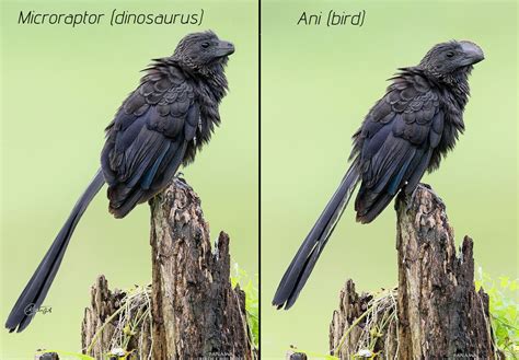 Best 13 Prehistoric Planet Season 1 Artofit