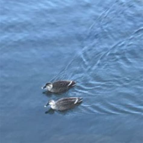 Stream Water Pattern Sine Wave Version By Chino Yoshio Listen Online For Free On Soundcloud