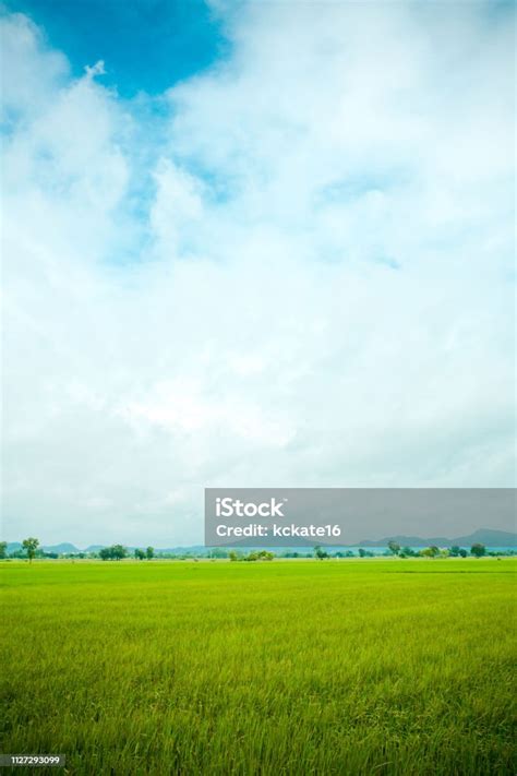 쌀 필드 푸른 잔디 푸른 하늘 구름 흐린 풍경 배경 그린 필드와 흰 구름과 하늘 들에 대한 스톡 사진 및 기타 이미지 들 쌀 곡초류 쌀 주식 Istock