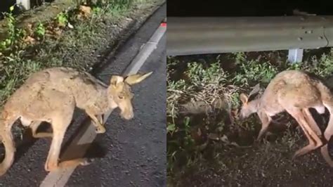Videos Of Kangaroos Roaming On West Bengal Streets Go Viral Netizens