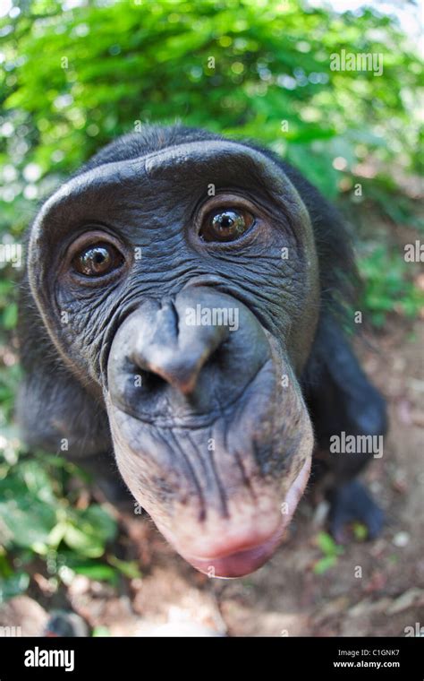 Bonobo chimpanzee Stockfotos und -bilder Kaufen - Alamy