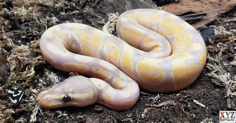 What Are The Best Beginner Snakes XYZReptiles