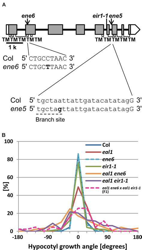 A Pin2 Gene Structure White And Shaded Boxes Indicate Utrs And Coding