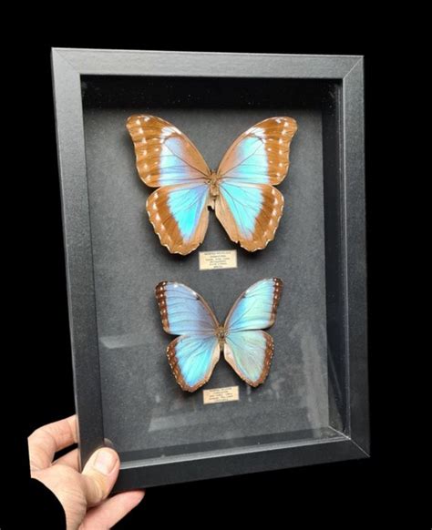 Nice 2 Species Morpho Specimens Collection 32x23 Cm From South America Diorama 1990
