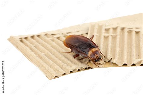 Cockroach Bites