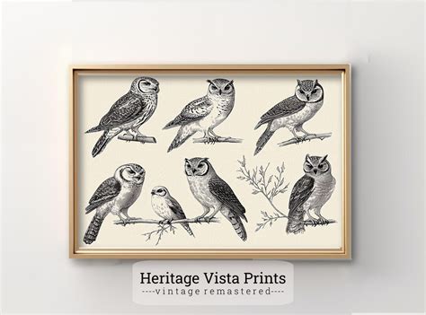 Owl Wall Art Print Vintage Owl Illustration Bird Decor Wildlife
