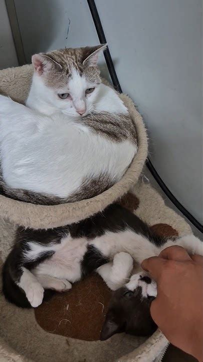 여전히 배 뒤집는 까메요와 시크한 흰둥이 Youtube