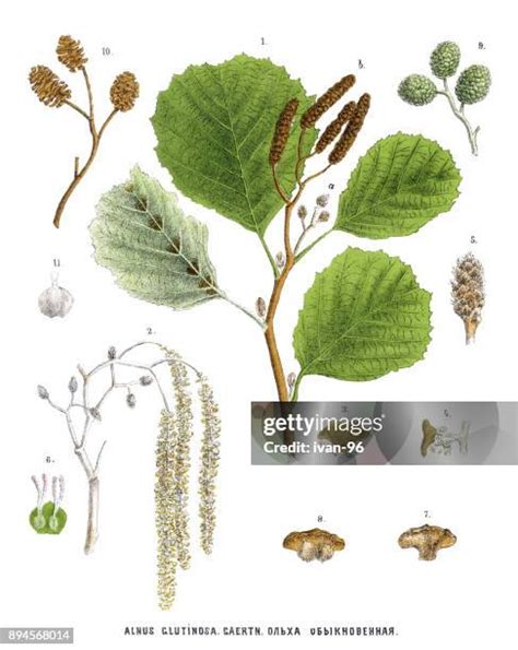 Alder Tree Photos And Premium High Res Pictures Getty Images