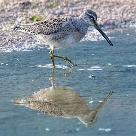 Long Billed Dowitcher Exploring Kootenay Lake