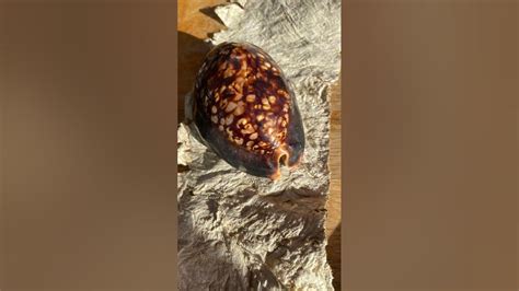 Pupu Shell For Smoothing Out Kapa Youtube
