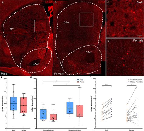 Sex Differences In The Distribution And Density Of Regulatory