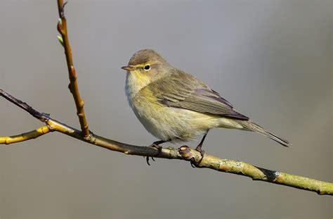 Chiffchaff Birdforum