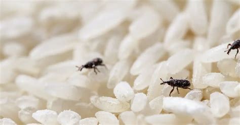 Como Eliminar Gorgojos De La Alacena ¡decile Adiós Para Siempre