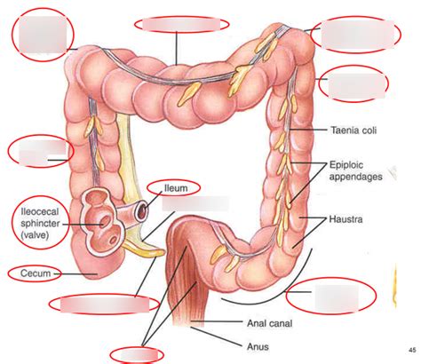 Digestive System Colon