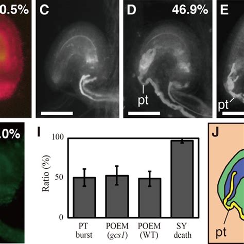 Transcriptome Analysis For Ovules With Or Without Fertilization A