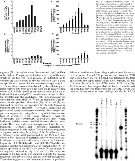 Identification Of The Transcriptional Start Site By Primer Extension