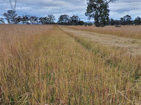 Premier Digit Grass Seed At Gulgong Nsw Gulgong Nsw