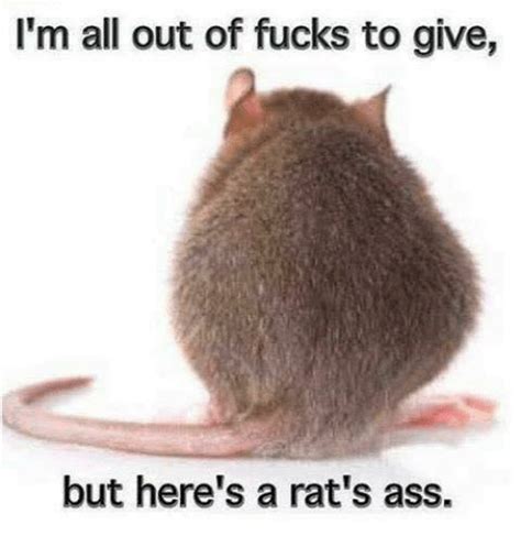 A Rat Meme By Officialdavemiller1 On Deviantart