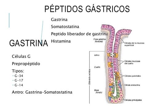 Estomago Y FisiologÍa De Las Glandulas