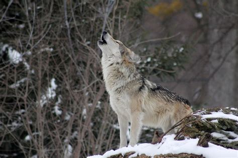 6000 Free Wolf Howling And Wolf Images Pixabay