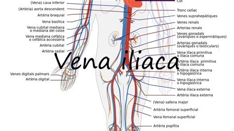 How To Pronounce Vena Iliaca Youtube