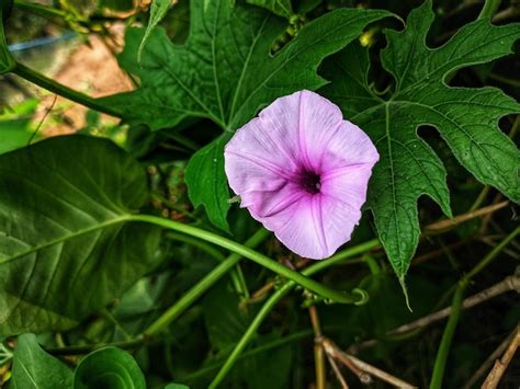 Premium Photo Ipomoea Cairica Is A Vigorous Perennial Climber With A