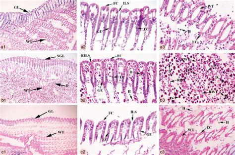 4 Histology Of Bivalve Gill Tissues Exposed To A Tab Water B