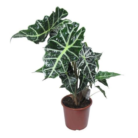 Алоказия Полли (Alocasia Polly) D17 H45 купить в СПб