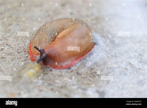 Big Land Slug Or Shell Less Terrestrial Gastropod Mollusc Hi Res Stock