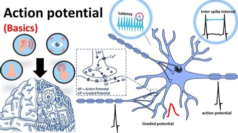 Action Potential Basics Youtube