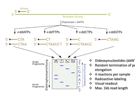 1 Next Generation Sequencing Andreas Sommer Flashcards Quizlet