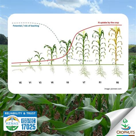 Musa Mutyaba On Linkedin Split Fertilizer Application Reduces Leaching