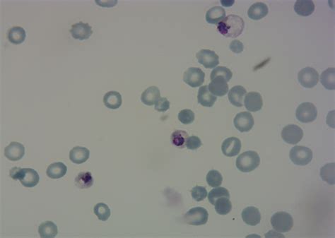 Detectioncell Object Detection Dataset By Cell