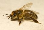 Western Honey Bee Photos Western Honey Bee Images Nature Wildlife
