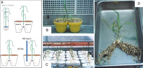 Scheme Representing The System Used For The Split Root Experiments A