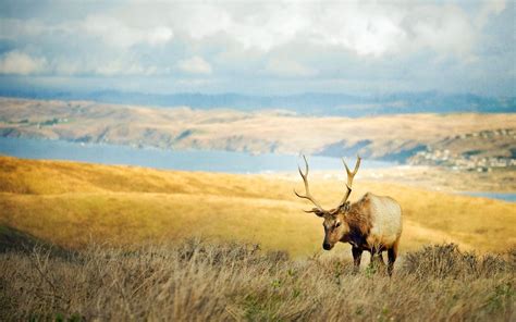 Wildlife Wallpapers Top Free Wildlife Backgrounds Wallpaperaccess
