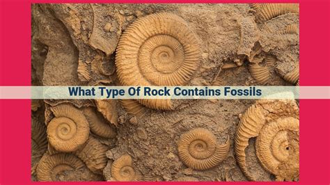 Fossils Unlocking The Secrets Of Ancient Life Through Sedimentary