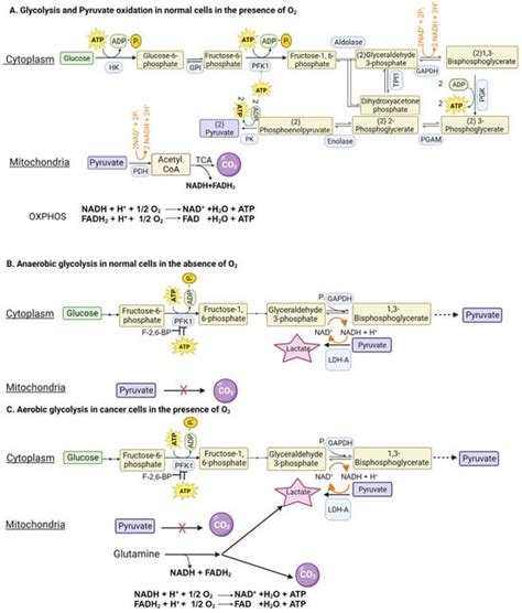Aerobic Glycolysis In Cancer Cells Encyclopedia Mdpi