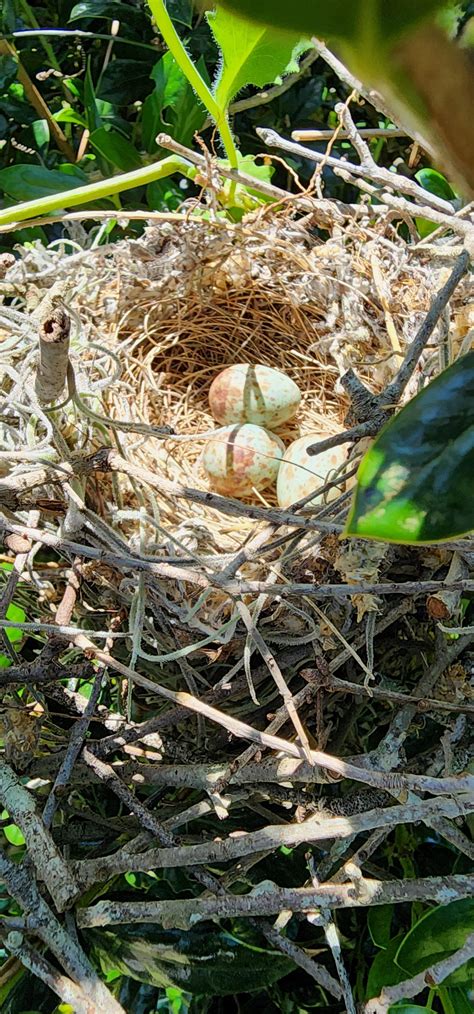 Bird Egg Identification R Orlando