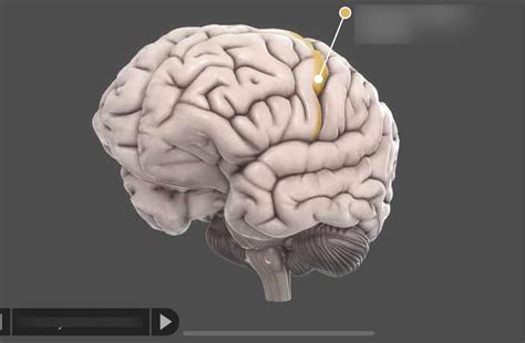 Primary Motor Cortex Diagram Quizlet