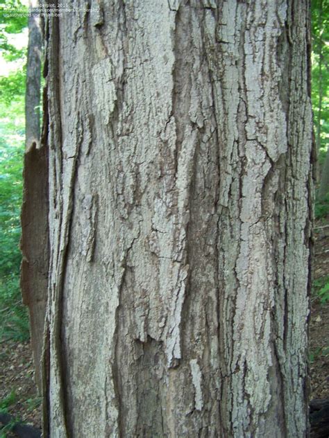 What Does Sugar Maple Bark Look Like At Stephanie Dyer Blog