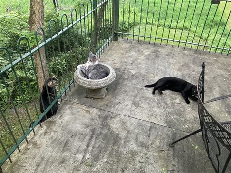 Kitty Krew Had A Fun Day And Night Rcats