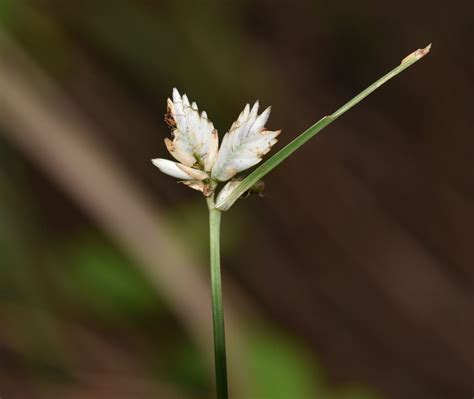 Cyperus Niveus Eflora Of India