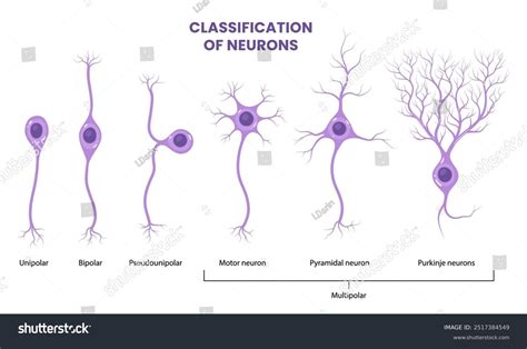 17 Basic Neuron Diagram Stock Vectors And Vector Art Shutterstock