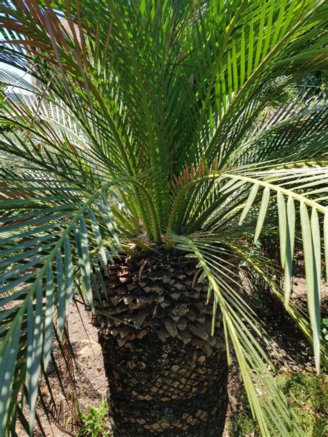 Palm Ids Discussing Palm Trees Worldwide Palmtalk